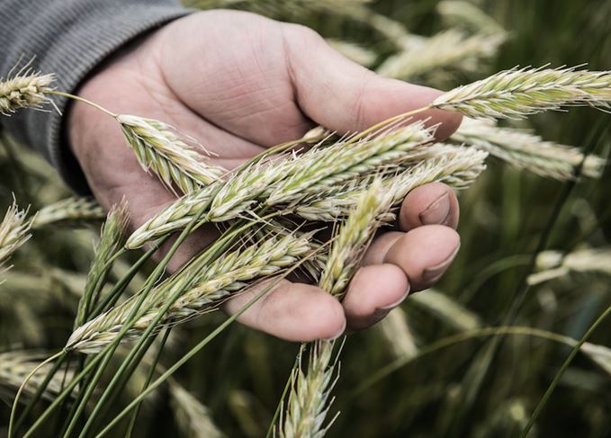 Scotch whisky and rye: past and present | Scotch Whisky